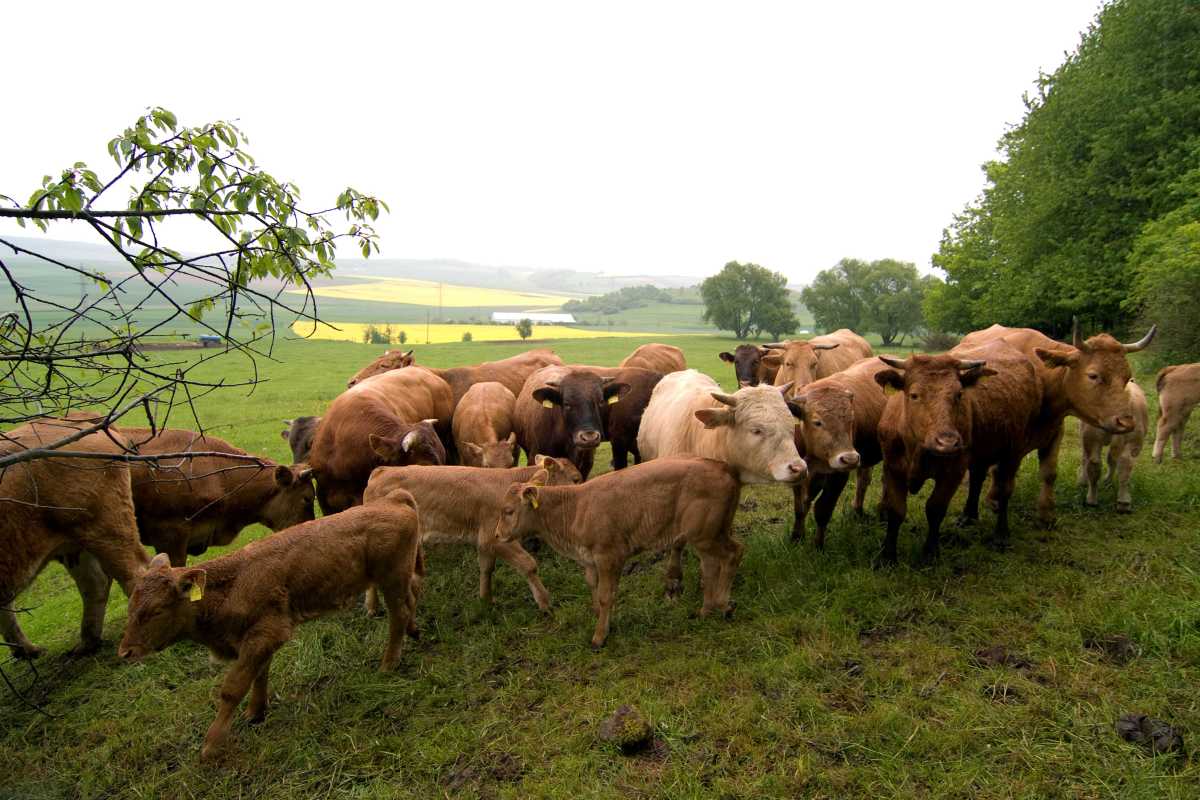 Donnersberger Glanrindwochen 2025 – Slow Food Convivium Pfalz